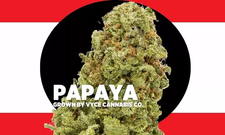 Strain Review: Papaya | The High Culture | Oklahoma City | Oklahoma Gazette